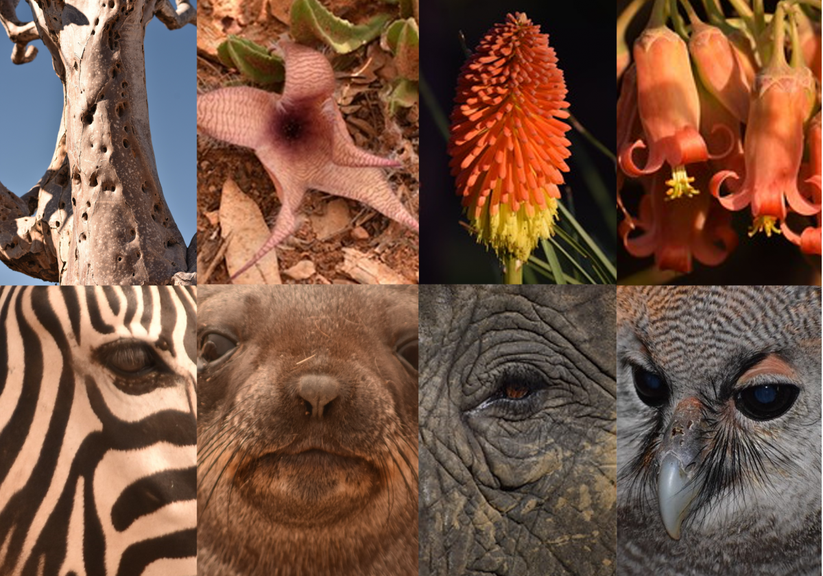 Home - Biodiversity Biobanks SA