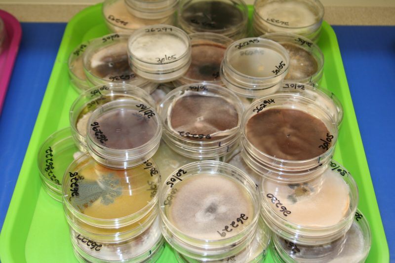 Meet The Biobank: ARC National Collection of Fungi - Much More Than ...
