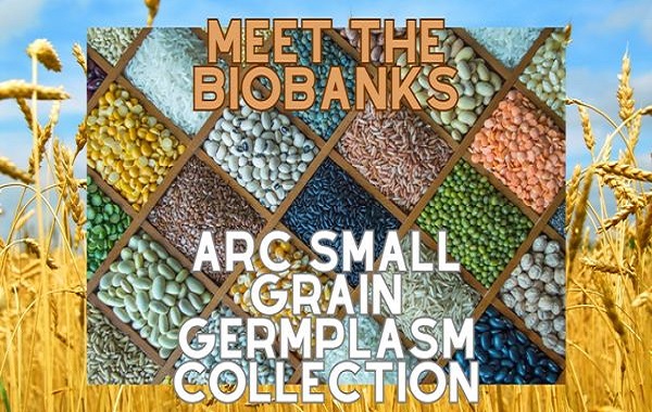 ARC National Small Grain Collection - Seeding A Secure Future ...